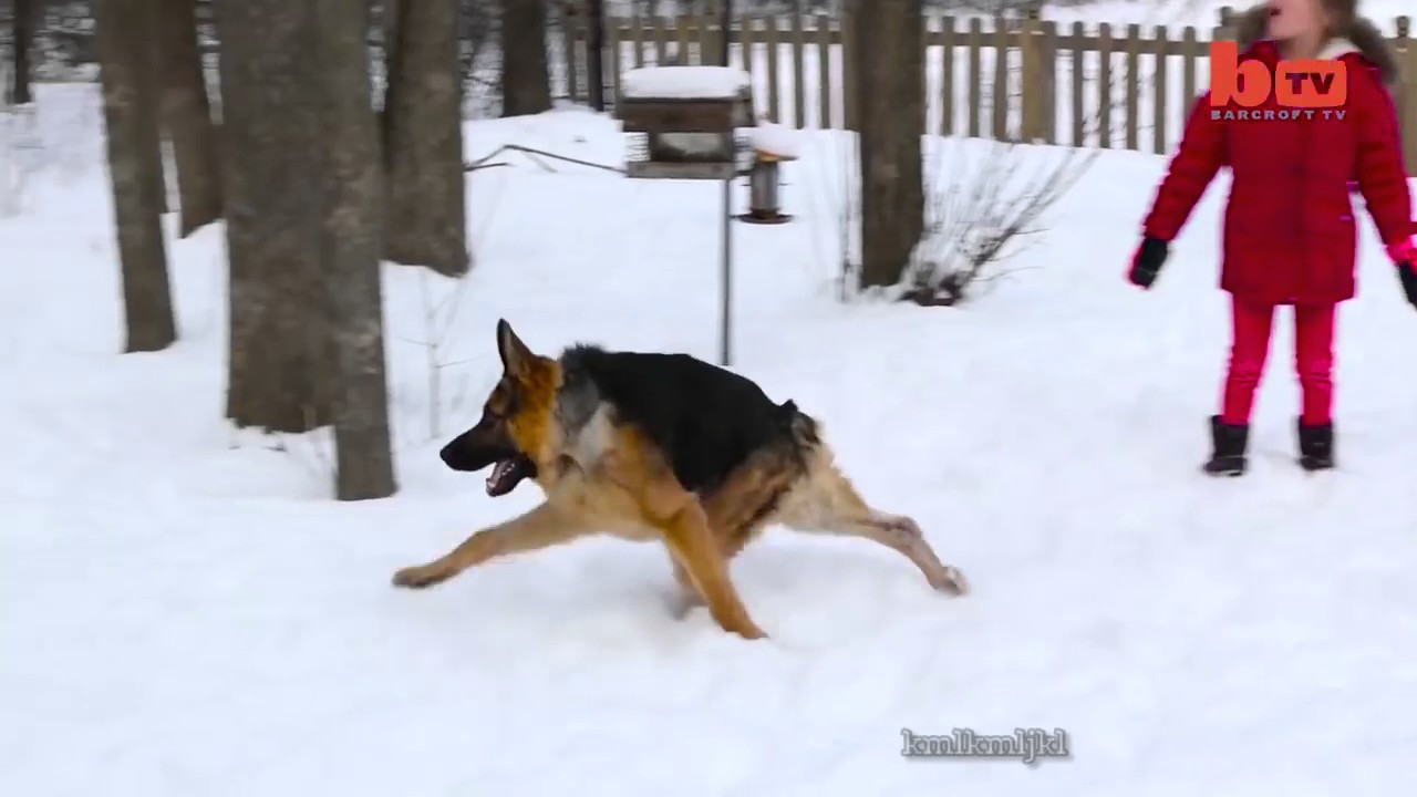 El perro retrasado - YouTube