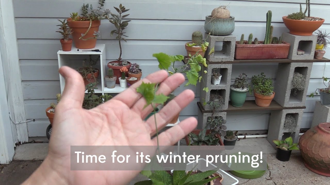 Pruning a vining caudex for winter- Ibervillea lindheimeri - YouTube