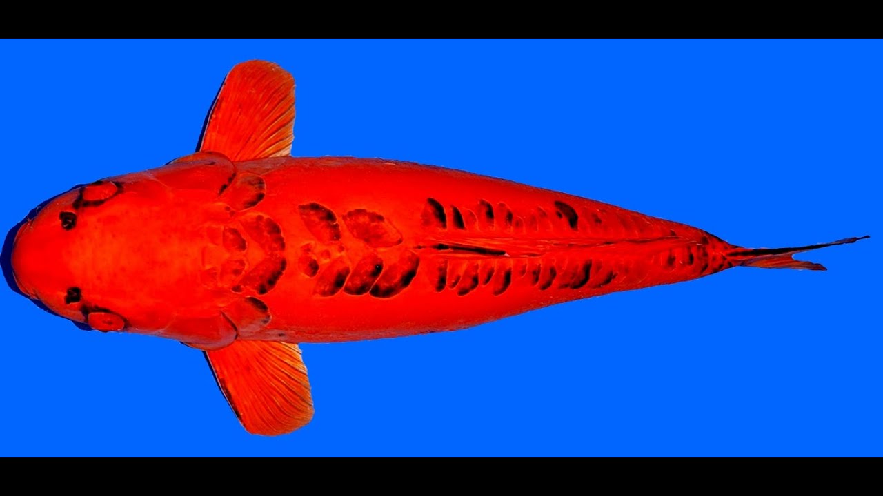 Mizuho Ogon Hirasawa 80cm Female VHQ - YouTube