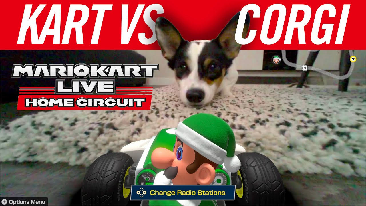 Kart VS Corgi! Mario Kart Live: Home Circuit - YouTube