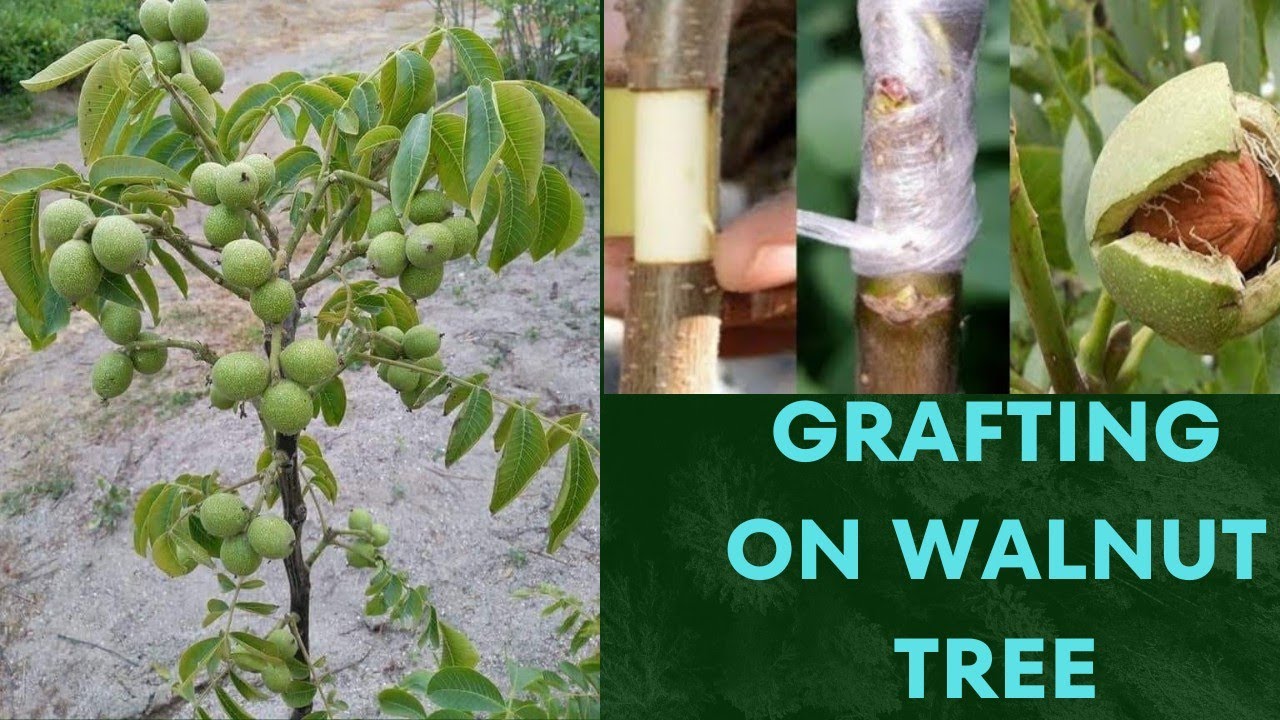 Walnut grafting in spring / walnut tree grafting - YouTube