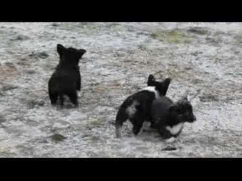 Siborgi Puppies For Sale - YouTube