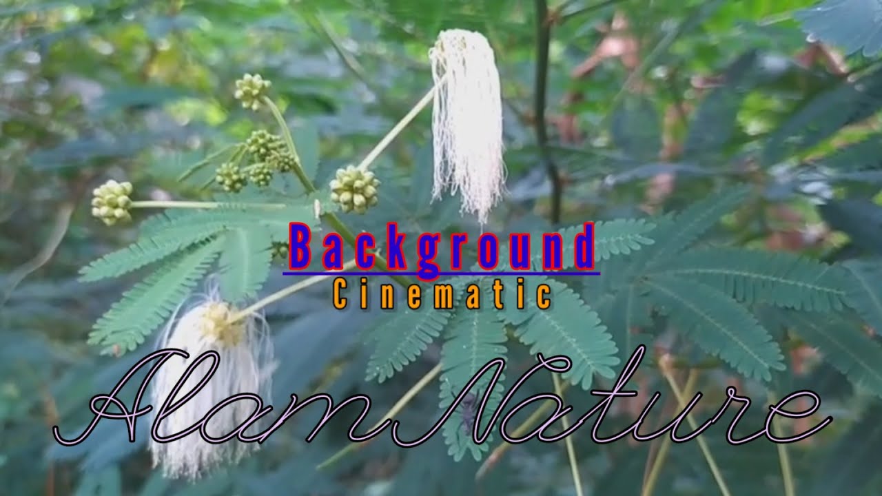 CINEMATIC //ALAM NATURE BackGround//wisata alam curug badak 1 - YouTube