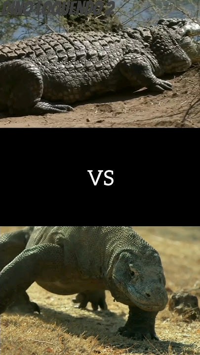 cocodrilo vs dragon de komodo - YouTube
