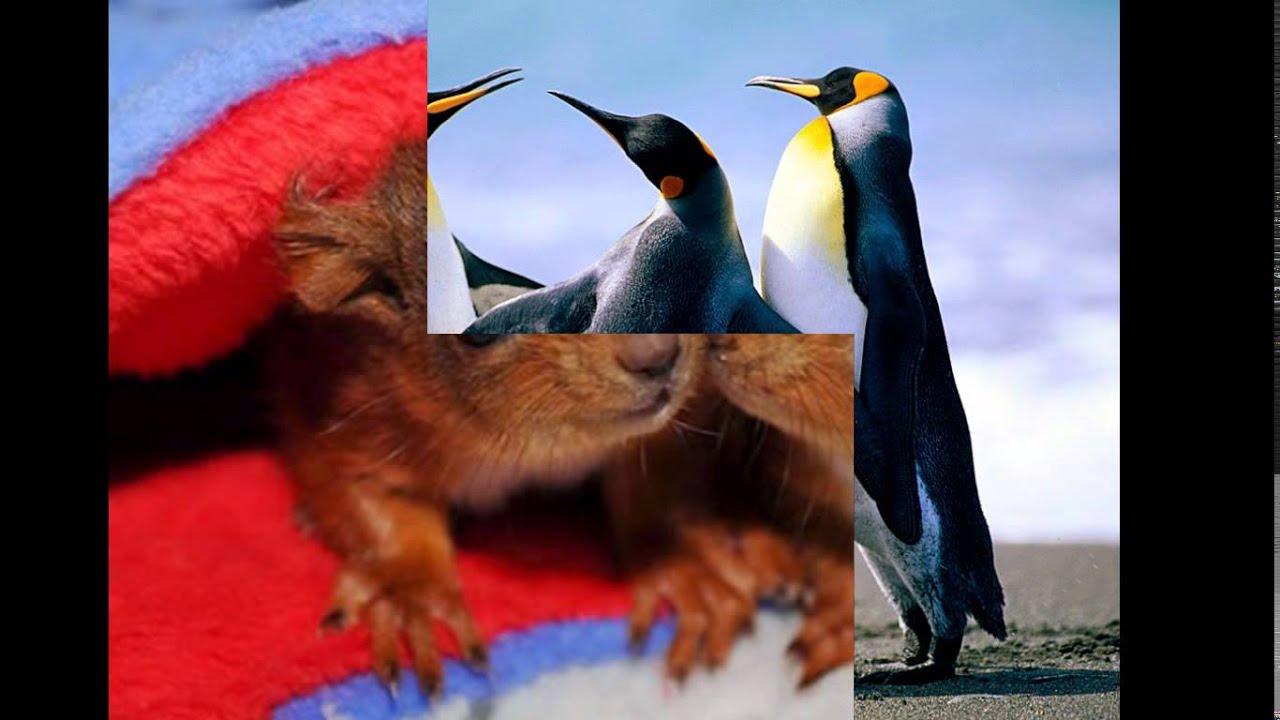 12 ANIMALES MAS LINDOS DEL MUNDO - YouTube