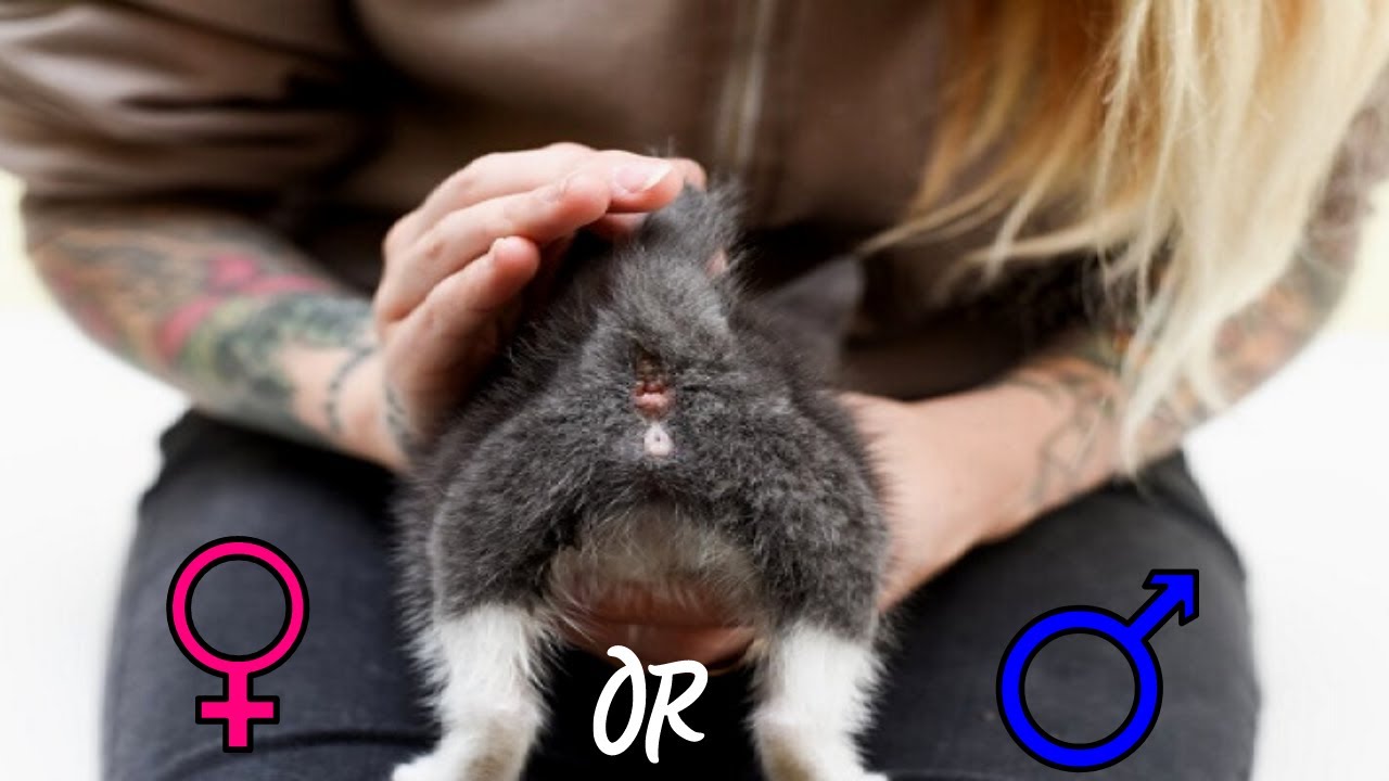 Male or Female? How to Tell the Sex of a Kitten! - YouTube