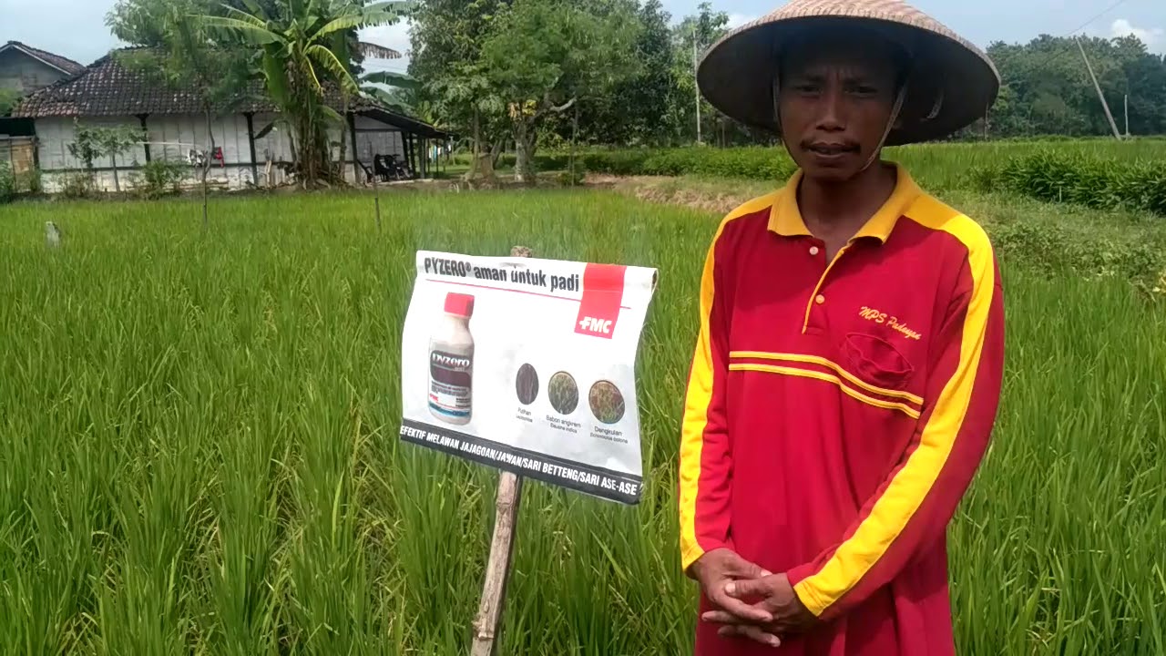 FMC Agricultural Solution - PYZERO herbisida purna tumbuh aman untuk ...