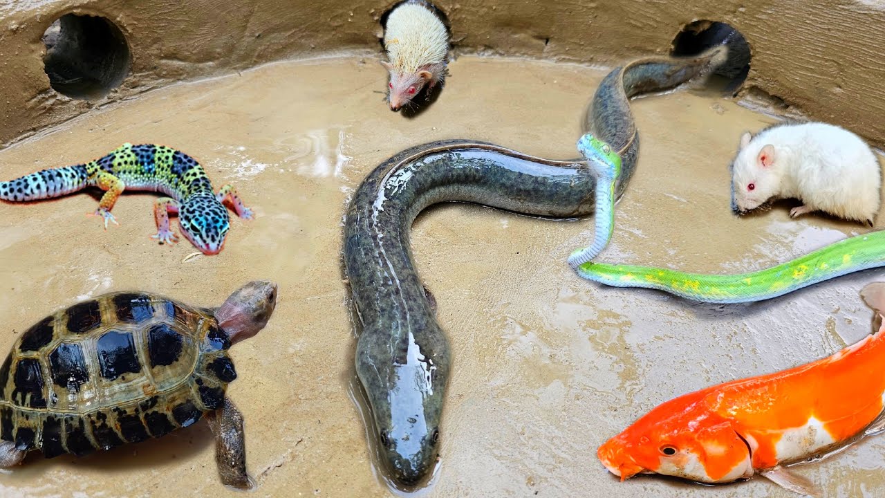 Menangkap ikan belut dalam lubang, ikan hias, ikan lele, ikan koi, kura ...