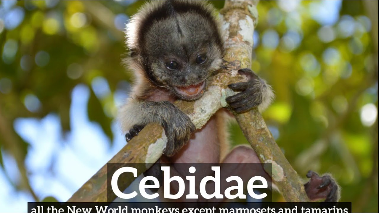 How Does Cebidae Look? | What is Cebidae? | How to Say Cebidae in ...