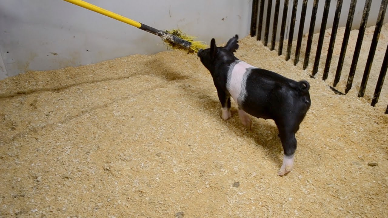 Todd Showpigs Aug 31 Pig 14 - YouTube