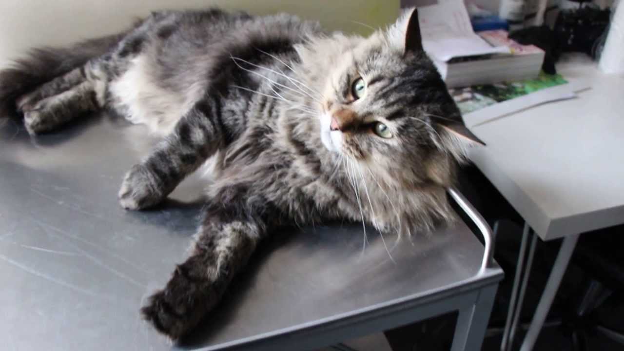 Siberian Cat - Siperiankissa FI*Amante's Vivaldi - Vasilij - 1v 5 kk ...