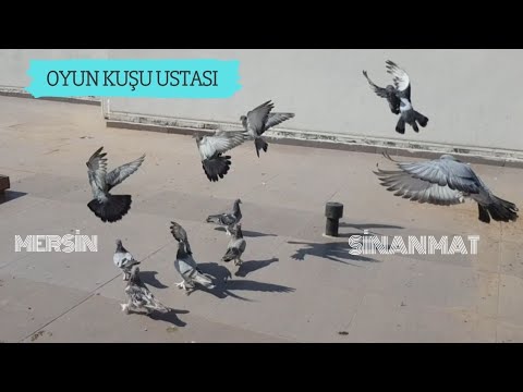 Oyun Kuşu Ustası Sinan MAT | MERSİN