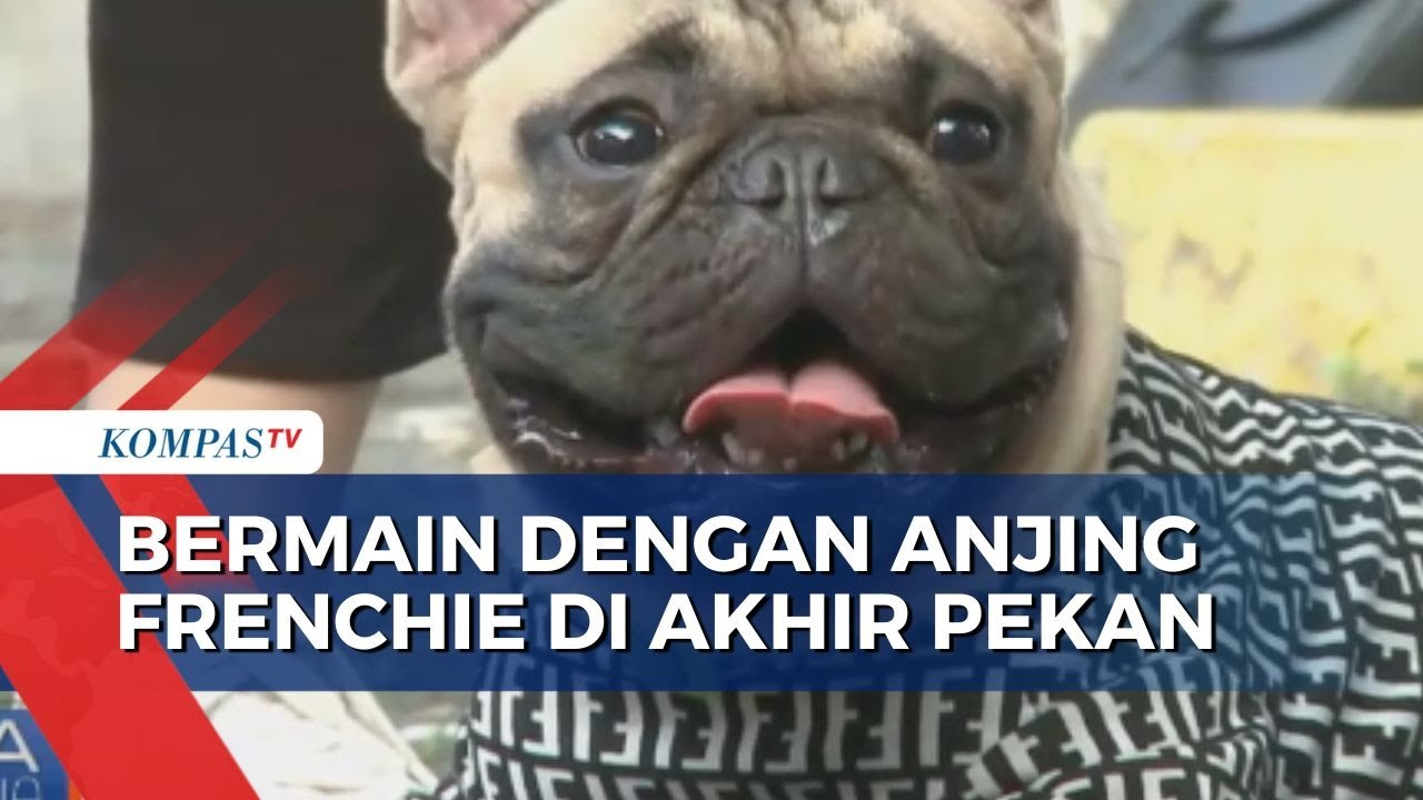 Yuk, Bermain dengan Anjing Frenchie di Akhir Pekan - YouTube