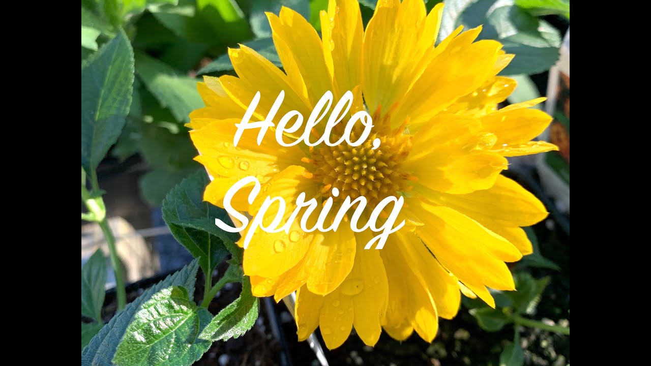 Spring is in Bloom at Creekside Nursery - YouTube