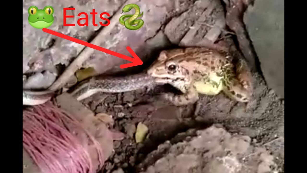 Giant Frog Eats a Snake!! - YouTube