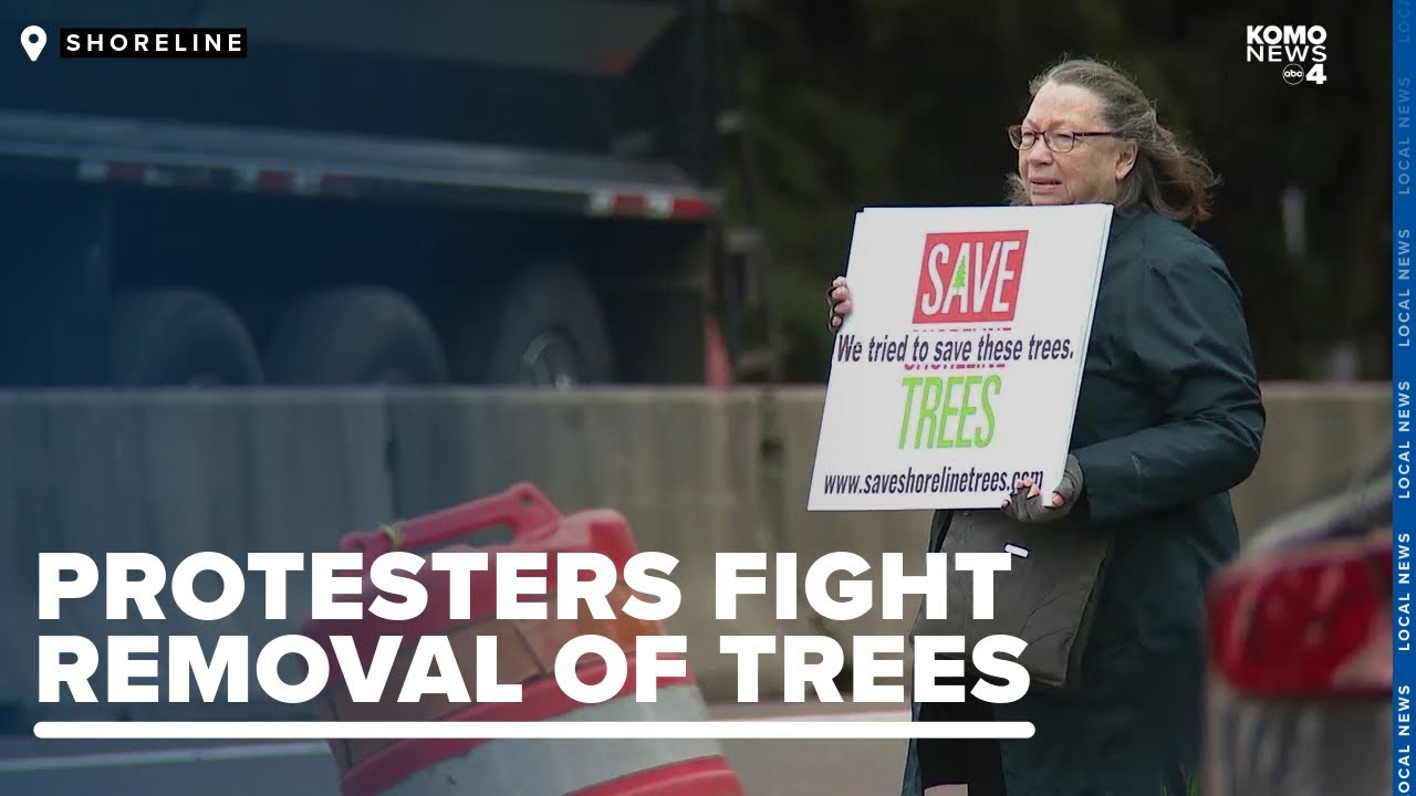 Protesters gather as extensive tree removal begins for Shoreline ...