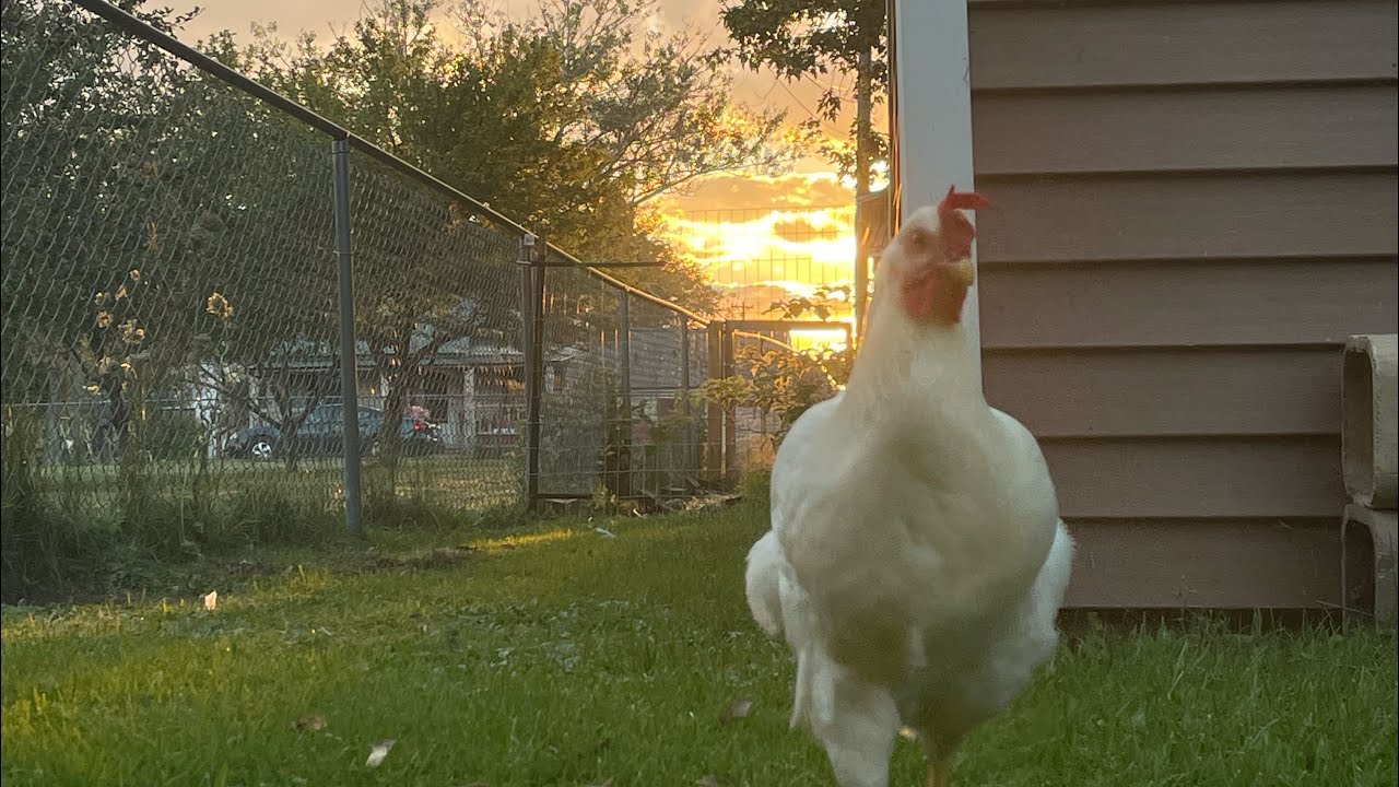 [ letting the chickens out 13 ] chickens life ep46 - YouTube