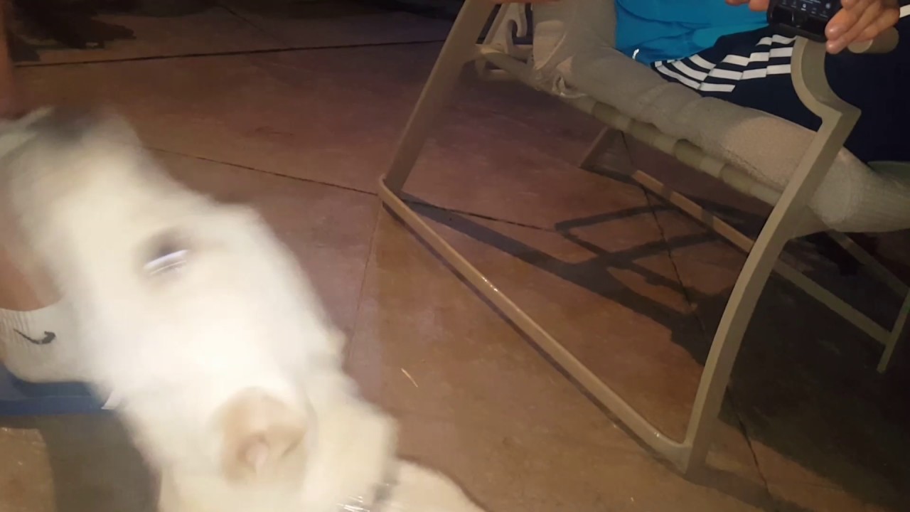 Dog HeadBanging to heavy Metal!!!! - YouTube