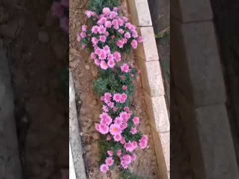 Bahçemdeki çiçekler iyi seyirler #keşfet #bahçe #çiçek