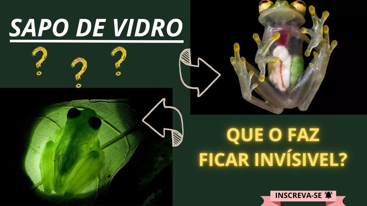espécies de SAPO DE VIDRO - YouTube