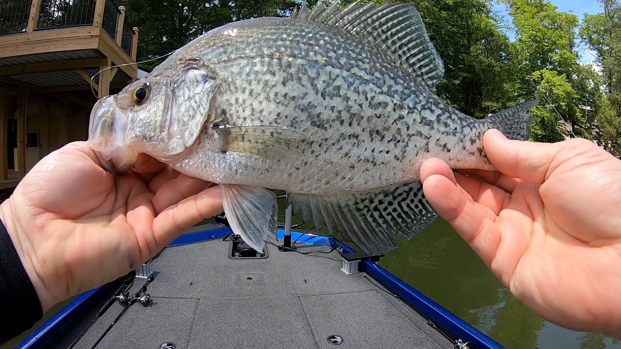 Lake Country Shad Pour To Catch Va. Shad Color/How to Catch Crappie ...