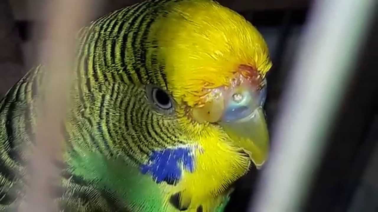 Budgie Abscess (View in 1080p for clarity) - YouTube