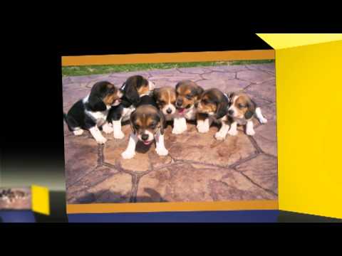 The Reagle Beagle Hair Salon & Spa for MEN and Cleveland Dawgs - YouTube