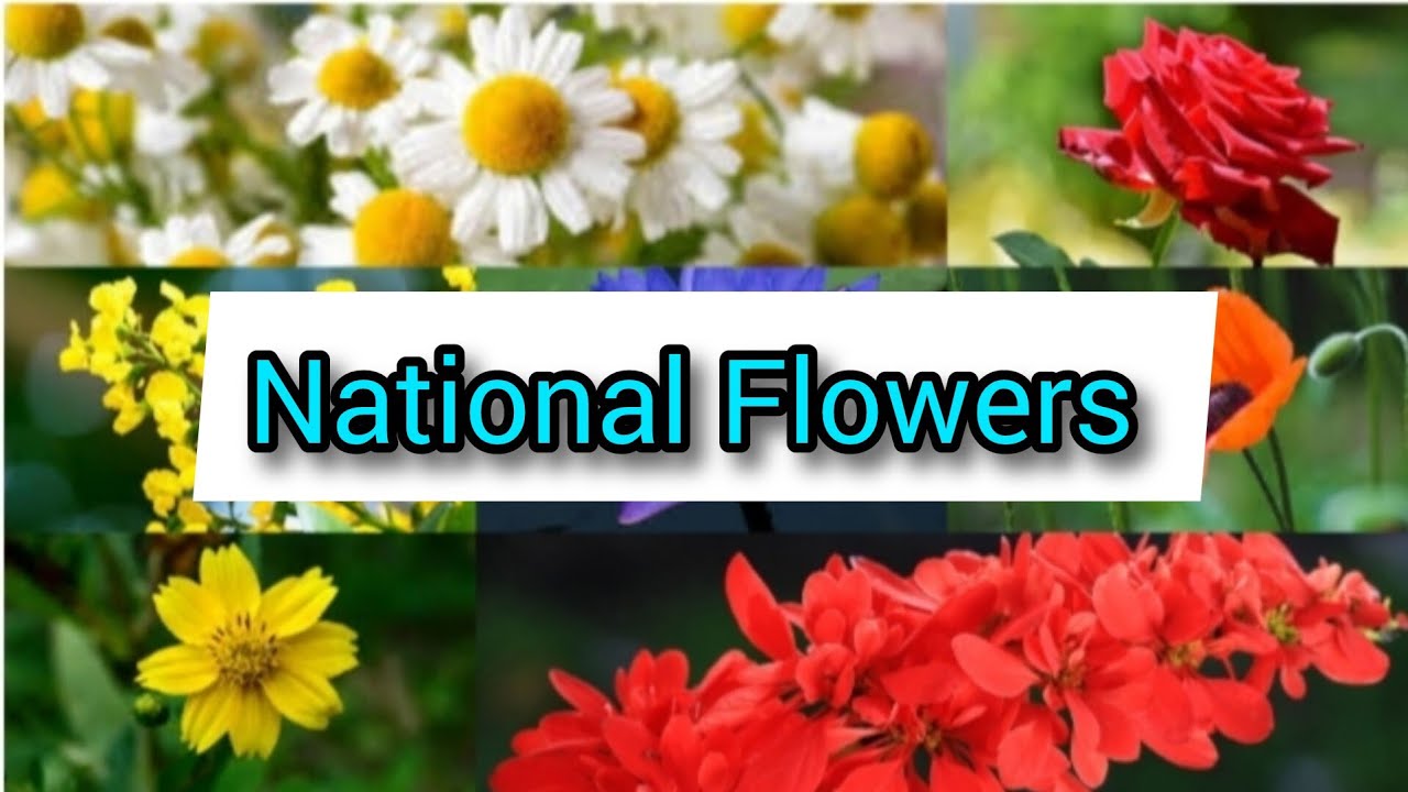List of National Flowers/Flowers of the World/National Flowers of ...