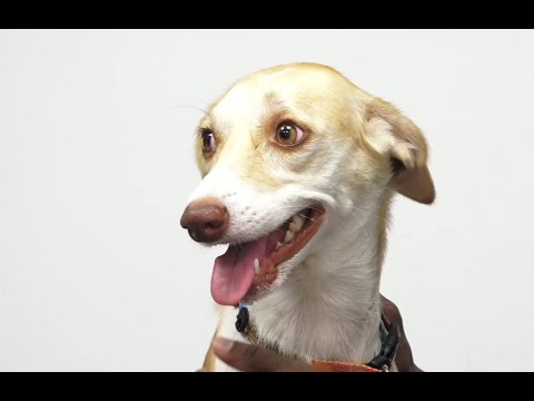 Protect Your Pup's Vision: Understanding and Preventing Cataracts - The ...