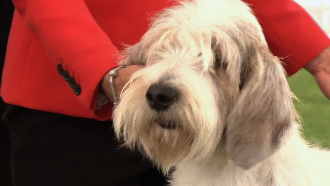 Windsor Championship Dog Show 2014 - Hound group - YouTube