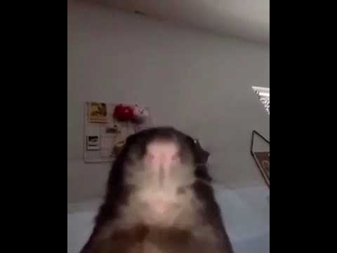 Rat stares at camera - YouTube