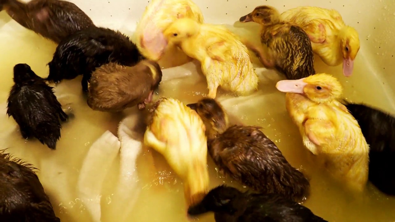 The Ducklings' First Bath!! - YouTube