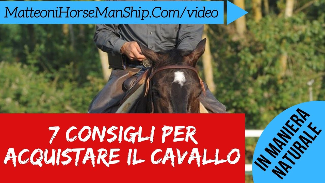 7 consigli per acquistare un cavallo - YouTube