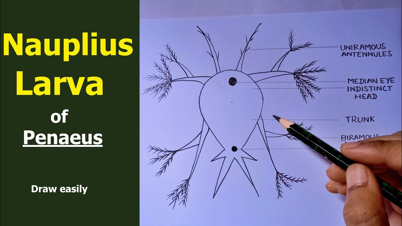 how to draw Nauplius Larva of Penaeus || how to draw diagram of ...