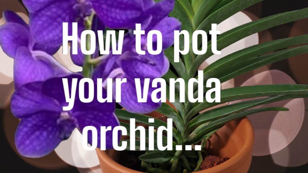 How to pot your vanda orchid... - YouTube