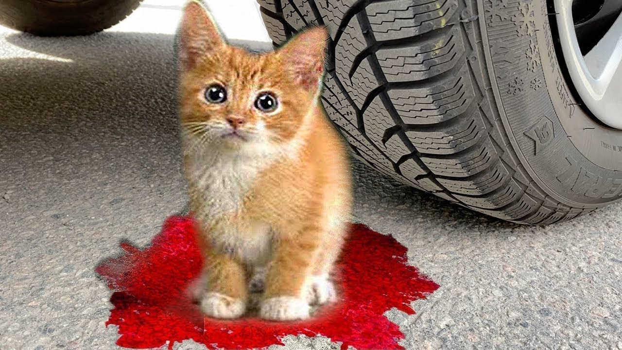 Crushing Crunchy & Soft Things by Car! EXPERIMENT: BABY CAT VS CAR 2 ...