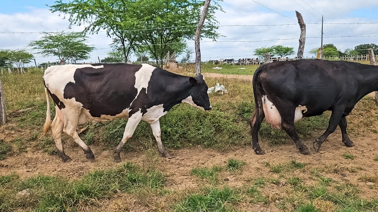 NOVILHAS DE 8 E 9 MESES DE PRENHAS: VACAS DE 30 KG POR DIA DE LEITE ...