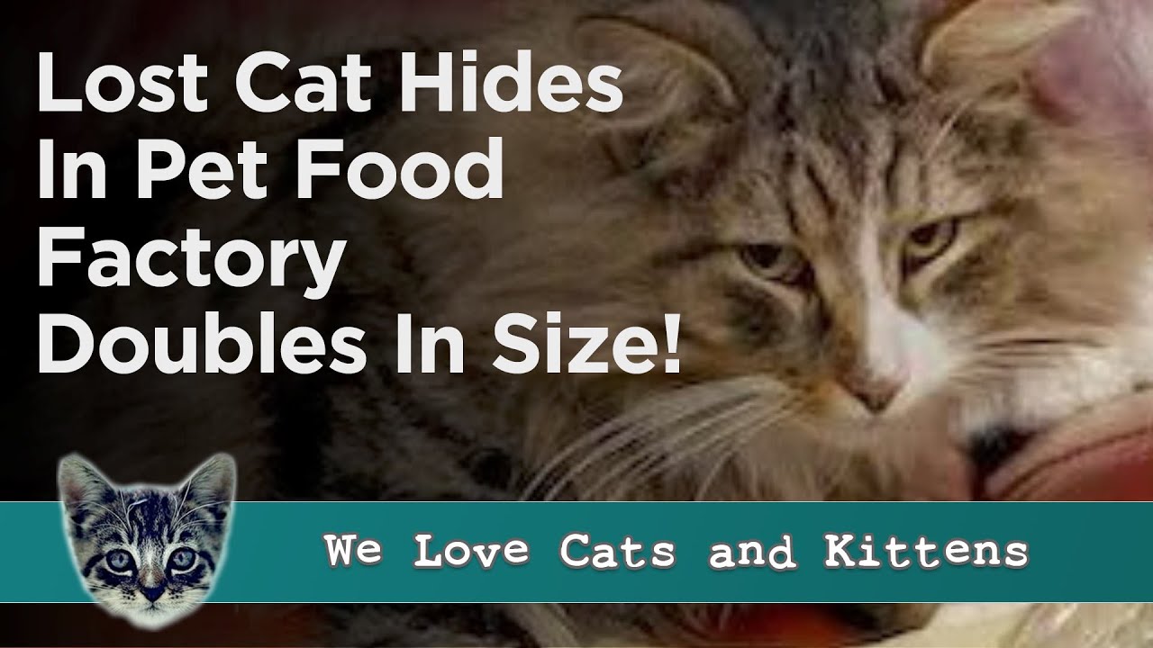 Missing Cat Found Twice His Original Size - He’d Been Living In A Cat ...