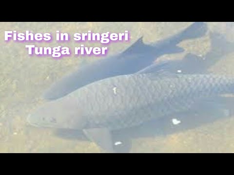 Fishes in sringeri . Tunga river - YouTube