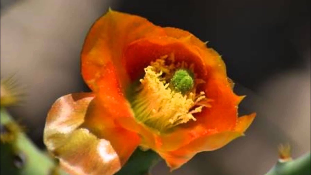 Mr Botha Sermon - YouTube