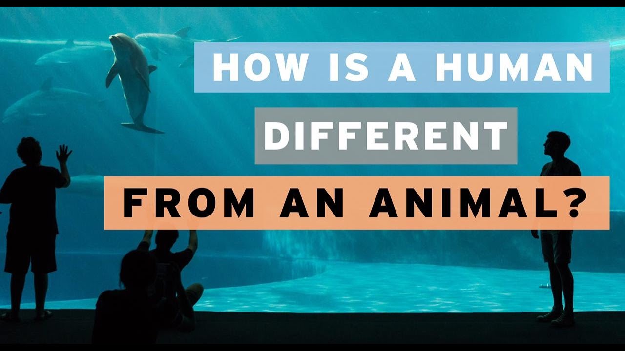 How Is a Human Different from an Animal? - YouTube