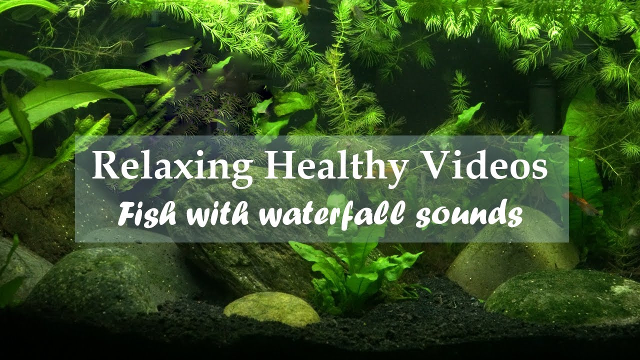 Relaxing Live Fish Tank Video with Waterfall sounds - Right click and ...