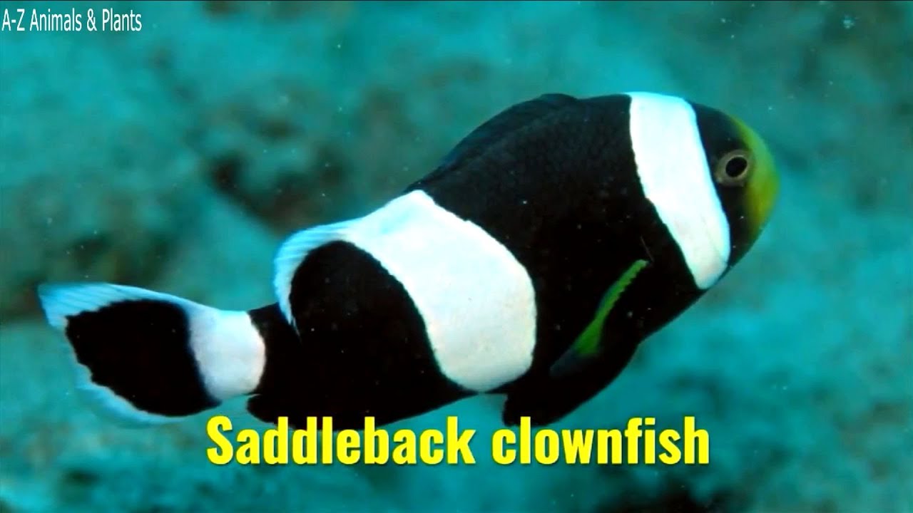 Saddleback clownfish (Amphiprion polymnus) - YouTube