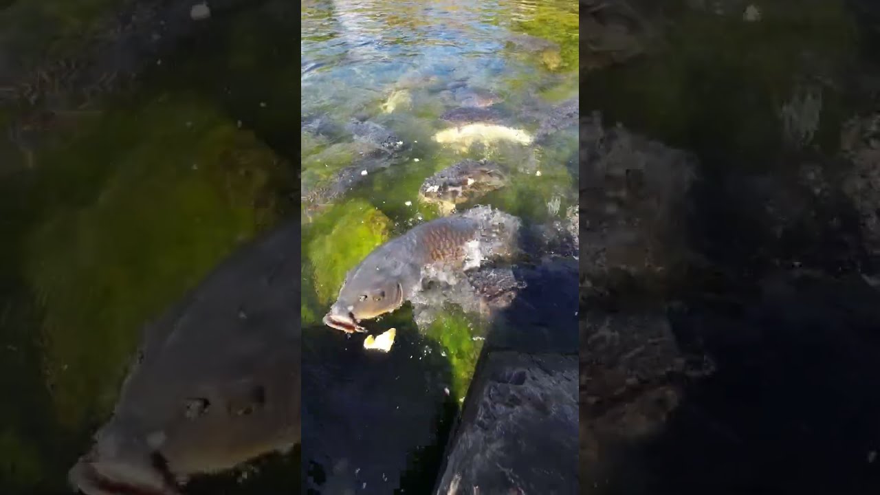 Feeding Fish! Koi Carp Fish Food Vending Machine #Shorts - YouTube
