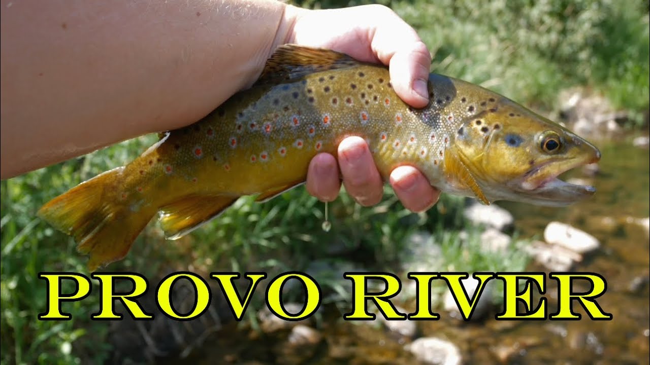 Provo River Trout Fishing 2024 | Road To 30 Inches #1 - YouTube
