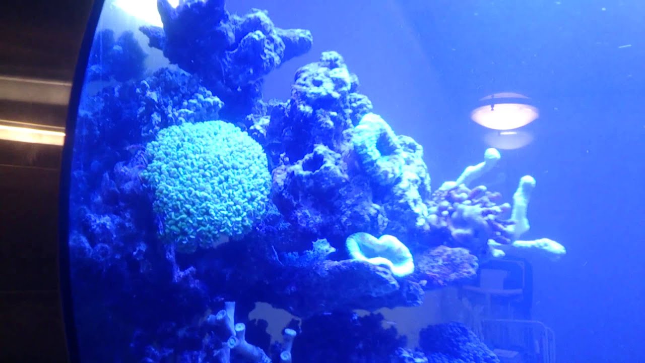 Aquascaping a large porthole reef aquarium - YouTube