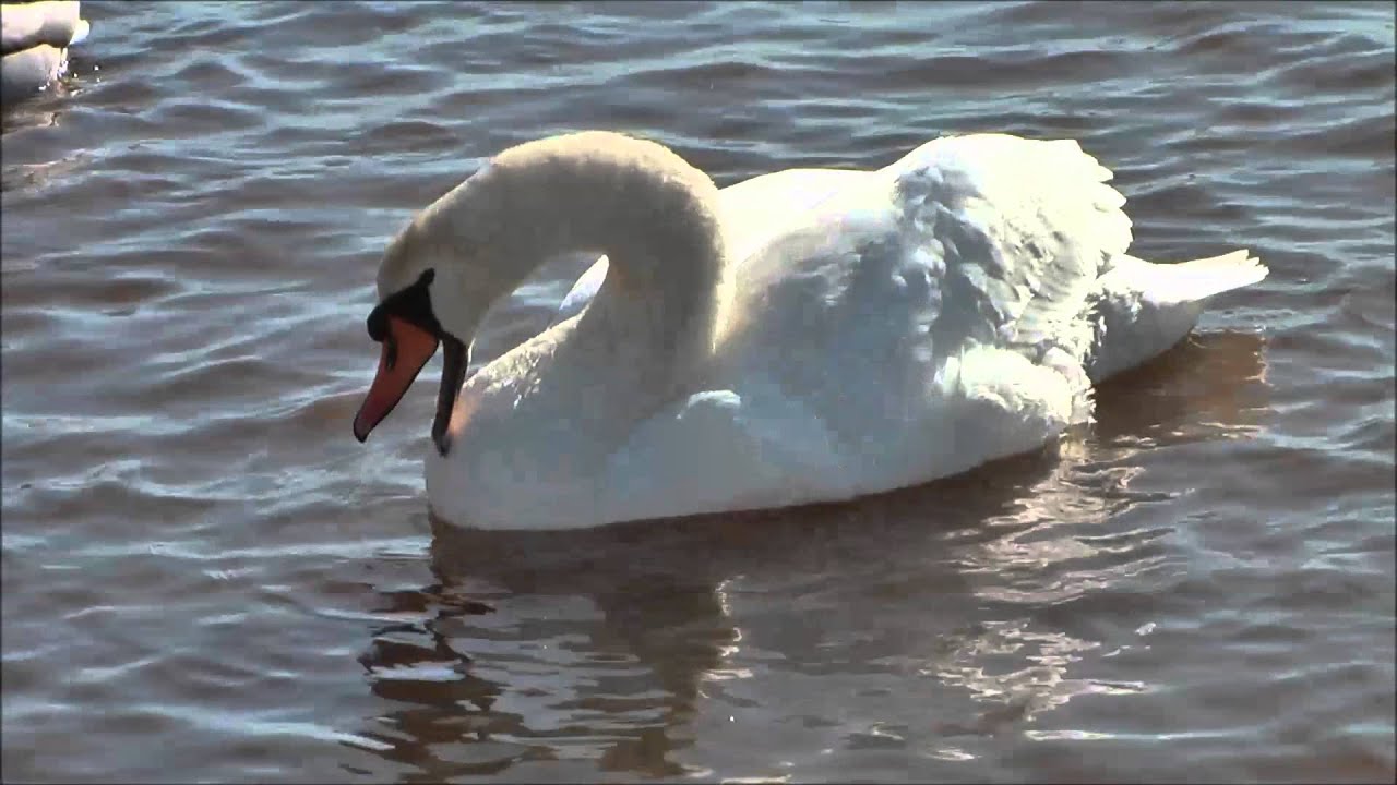 Paugurknābja gulbis - pičiņu pačiņu - YouTube