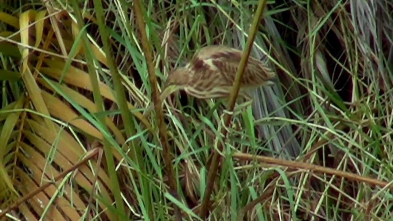Yellow Bittern feeding, stretching that looooong neck! Ban Mi, Thailand ...