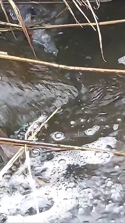 Serene River Flow Nature's Tranquility - YouTube