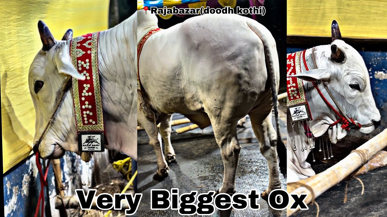 VERY BIGGEST OX FROM NAZIR DAIRY FARM 2024 || At Rajabazar (doodh kothi ...